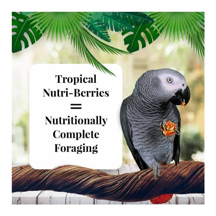 Lafeber Tropical Fruit Nutri-Berries Parrot Food 10 oz bag (2 Pack)