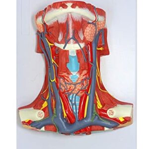 Axis Scientific Human Neck and Throat Anatomy Model | View Into Throat Showing Arteries, Veins, Muscles and Bones | Comes on Base with Product Manual