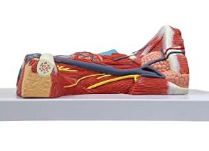 Axis Scientific Human Neck and Throat Anatomy Model | View Into Throat Showing Arteries, Veins, Muscles and Bones | Comes on Base with Product Manual