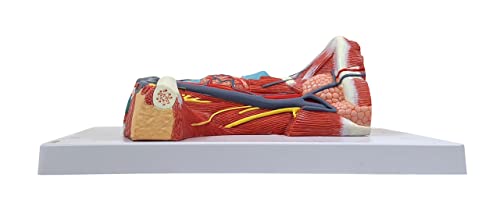 Axis Scientific Human Neck and Throat Anatomy Model | View Into Throat Showing Arteries, Veins, Muscles and Bones | Comes on Base with Product Manual