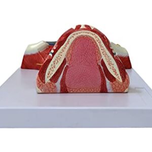 Axis Scientific Human Neck and Throat Anatomy Model | View Into Throat Showing Arteries, Veins, Muscles and Bones | Comes on Base with Product Manual