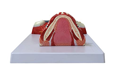 Axis Scientific Human Neck and Throat Anatomy Model | View Into Throat Showing Arteries, Veins, Muscles and Bones | Comes on Base with Product Manual