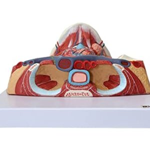 Axis Scientific Human Neck and Throat Anatomy Model | View Into Throat Showing Arteries, Veins, Muscles and Bones | Comes on Base with Product Manual