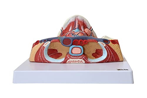 Axis Scientific Human Neck and Throat Anatomy Model | View Into Throat Showing Arteries, Veins, Muscles and Bones | Comes on Base with Product Manual