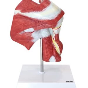 Axis Scientific Muscled Shoulder Joint Model – Shows Complete Shoulder Musculature from Rotator Cuff to Subscapular Muscles – Includes Base, Product Manual