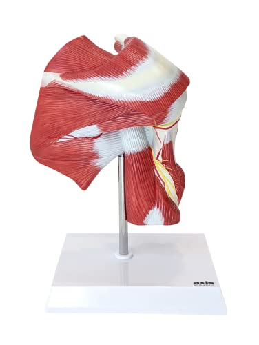 Axis Scientific Muscled Shoulder Joint Model – Shows Complete Shoulder Musculature from Rotator Cuff to Subscapular Muscles – Includes Base, Product Manual