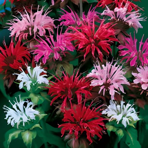 Park Seed Panorama Mix Bee Balm Seeds, Ultra-Colorful Fragrant Flowers, Pack of 100 Seeds