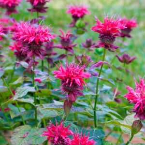 Park Seed Panorama Mix Bee Balm Seeds, Ultra-Colorful Fragrant Flowers, Pack of 100 Seeds