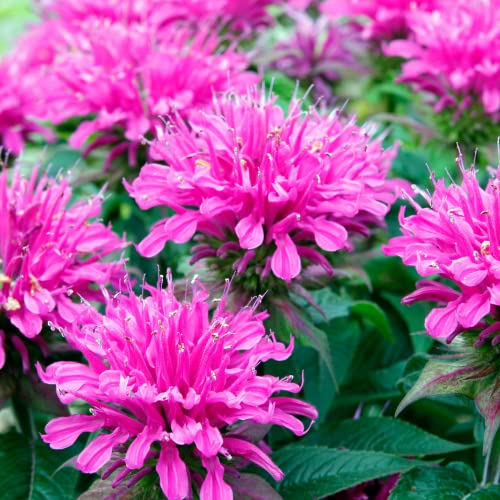 Park Seed Panorama Mix Bee Balm Seeds, Ultra-Colorful Fragrant Flowers, Pack of 100 Seeds