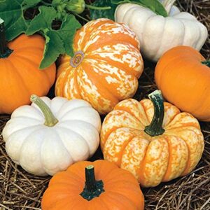 park seed mini harvest blend pumpkin seeds, miniature pumpkin seeds, pack of 25 seeds