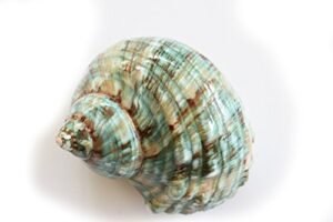 x-large polished jade turbo (3" - 3 1/2") 1 1/2" opening beach crafts nautical decor large hermit crabs - florida shells and gifts