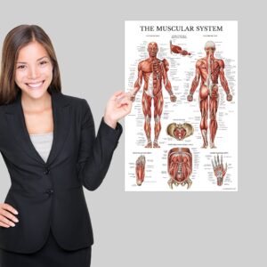 Palace Learning Muscular System Anatomical Poster - LAMINATED - Muscle Anatomy Chart - Double Sided (18 x 27)