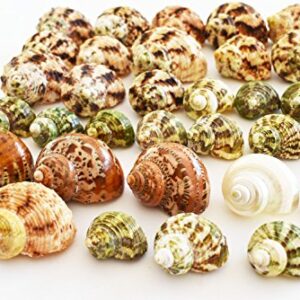 FSG - 30 Select Hermit Crab Shells Lot 1"-2" Size (Opening 1/2"-1") Seashells - Includes Polished Tapestry Turbos, Silver Turbos, Silver Mouth Turbos and More.