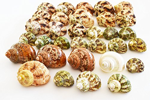 FSG - 30 Select Hermit Crab Shells Lot 1"-2" Size (Opening 1/2"-1") Seashells - Includes Polished Tapestry Turbos, Silver Turbos, Silver Mouth Turbos and More.