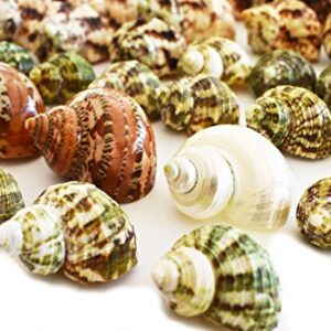 FSG - 30 Select Hermit Crab Shells Lot 1"-2" Size (Opening 1/2"-1") Seashells - Includes Polished Tapestry Turbos, Silver Turbos, Silver Mouth Turbos and More.