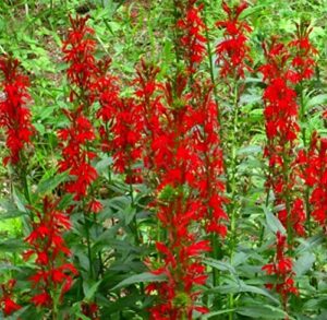 cardinal flower seeds - lobelia cardinalis -700 seeds or .05 gram