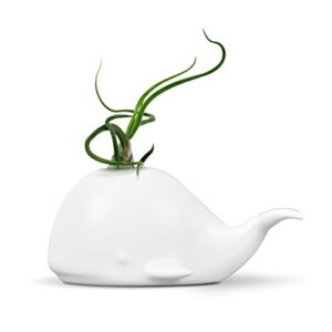 Genuine Fred Fancy Ceramic Mini Air Plant/Succulent Holder, regular, Whale