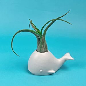 Genuine Fred Fancy Ceramic Mini Air Plant/Succulent Holder, regular, Whale