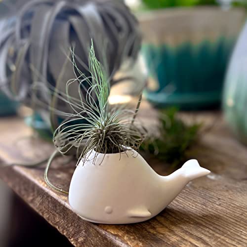 Genuine Fred Fancy Ceramic Mini Air Plant/Succulent Holder, regular, Whale