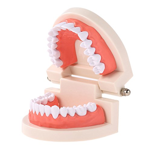 Brigedental Dentures Dental Teeth Teaching Model Adult Gums Standard Demonstration Tool for Kindergarten Brushing Teaching