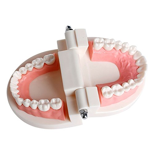 Brigedental Dentures Dental Teeth Teaching Model Adult Gums Standard Demonstration Tool for Kindergarten Brushing Teaching