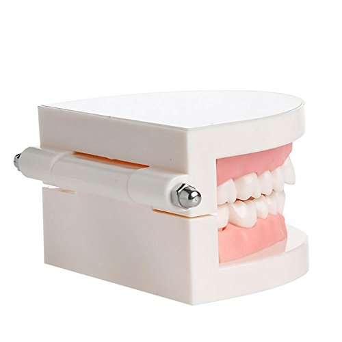 Brigedental Dentures Dental Teeth Teaching Model Adult Gums Standard Demonstration Tool for Kindergarten Brushing Teaching