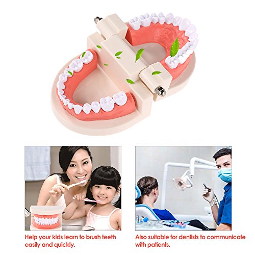 Brigedental Dentures Dental Teeth Teaching Model Adult Gums Standard Demonstration Tool for Kindergarten Brushing Teaching