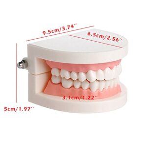 Brigedental Dentures Dental Teeth Teaching Model Adult Gums Standard Demonstration Tool for Kindergarten Brushing Teaching