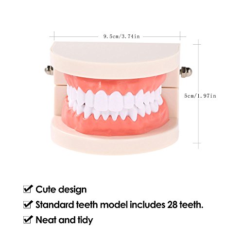 Brigedental Dentures Dental Teeth Teaching Model Adult Gums Standard Demonstration Tool for Kindergarten Brushing Teaching