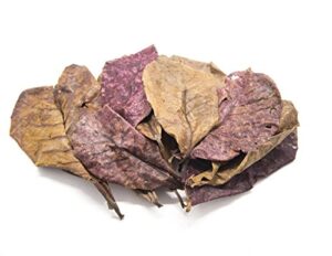 aquatic arts 10 giant catappa indian almond leaves (4.5-6+ inches) - dried/prepared for aquarium use - for live freshwater shrimp, snails, fish (betta, otocinclus) tank health