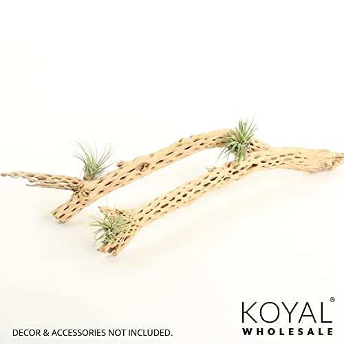 Koyal Wholesale Cholla Wood Aquarium Branches, Airplants Decor, Reptile Perch, Natural Home Decoration, Chew Toy Dried Cactus Wood (12-Inch)