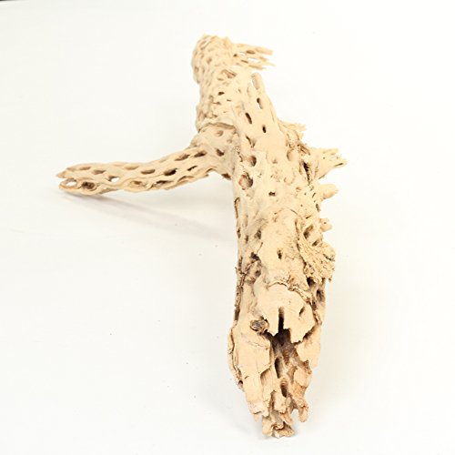 Koyal Wholesale Cholla Wood Aquarium Branches, Airplants Decor, Reptile Perch, Natural Home Decoration, Chew Toy Dried Cactus Wood (12-Inch)