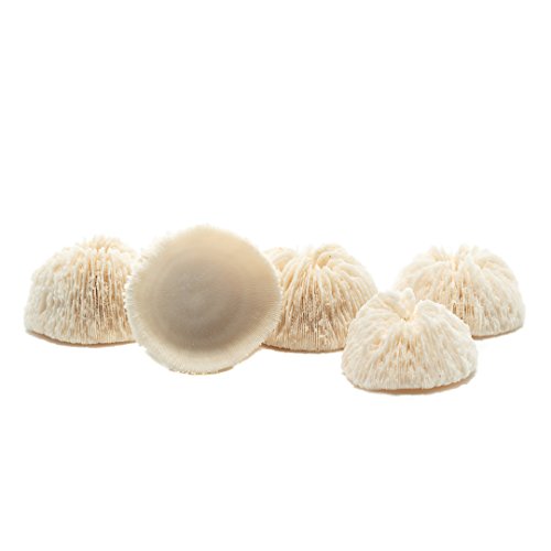 Mushroom Sea Coral | White Real Mushroom Coral 1"-1.5" (5-Pack) | Aquarium Ornament for Decoration | Plus Free Nautical eBook by Joseph Rains