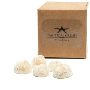 Mushroom Sea Coral | White Real Mushroom Coral 1"-1.5" (5-Pack) | Aquarium Ornament for Decoration | Plus Free Nautical eBook by Joseph Rains