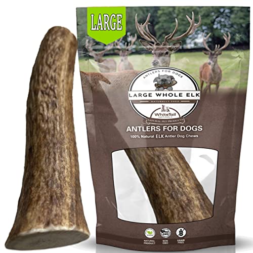 WhiteTail Naturals | Large, Whole Elk Antlers for Dogs | Dog Chews | Naturally Shed Antler Bone Chew Toy