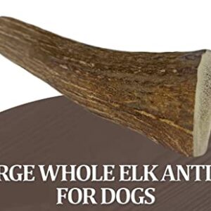 WhiteTail Naturals | Large, Whole Elk Antlers for Dogs | Dog Chews | Naturally Shed Antler Bone Chew Toy