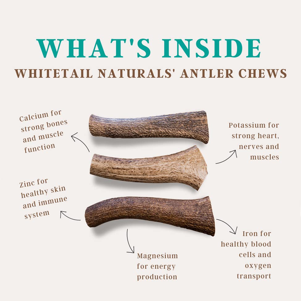 WhiteTail Naturals | Large, Whole Elk Antlers for Dogs | Dog Chews | Naturally Shed Antler Bone Chew Toy