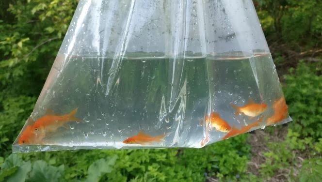 Toledo Goldfish Live Comet Common Feeder Goldfish for Ponds, Aquariums or Tanks – USA Born and Raised – Live Arrival Guarantee – 0.75 to 1.5 inches, 10 Fish