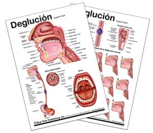 blue tree publishing swallowing anatomy education (a4 laminated chart (spanish))