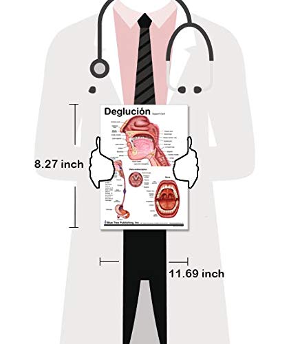 Blue Tree Publishing Swallowing anatomy education (A4 laminated chart (Spanish))