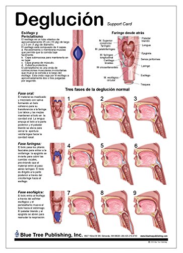 Blue Tree Publishing Swallowing anatomy education (A4 laminated chart (Spanish))