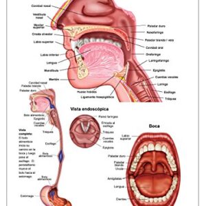 Blue Tree Publishing Swallowing anatomy education (A4 laminated chart (Spanish))