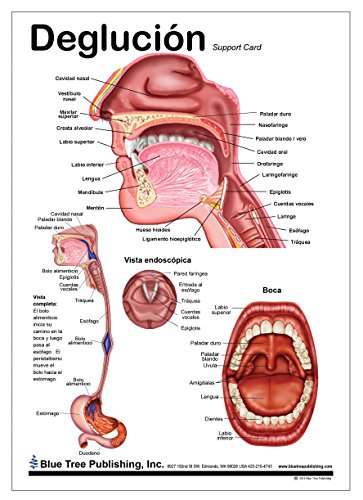 Blue Tree Publishing Swallowing anatomy education (A4 laminated chart (Spanish))