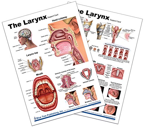 Larynx Anatomy Chart