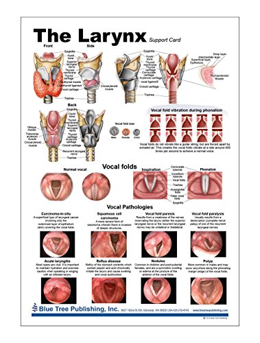 Larynx Anatomy Chart