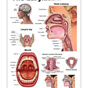 Larynx Anatomy Chart