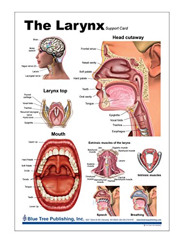 Larynx Anatomy Chart