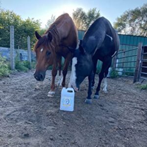 Smart Earth Camelina Horse Oil Supplement for Equine Care & Feed | Essential Oils for Joint Health | 1gal Jug