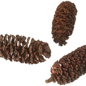 Sera Alder Cones 50 Pcs.