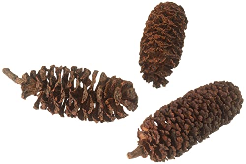 Sera Alder Cones 50 Pcs.